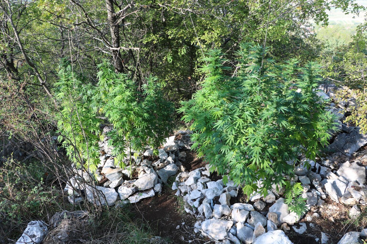 Imotski: Pronađene dvije plantaže i više od kilograma marihuane